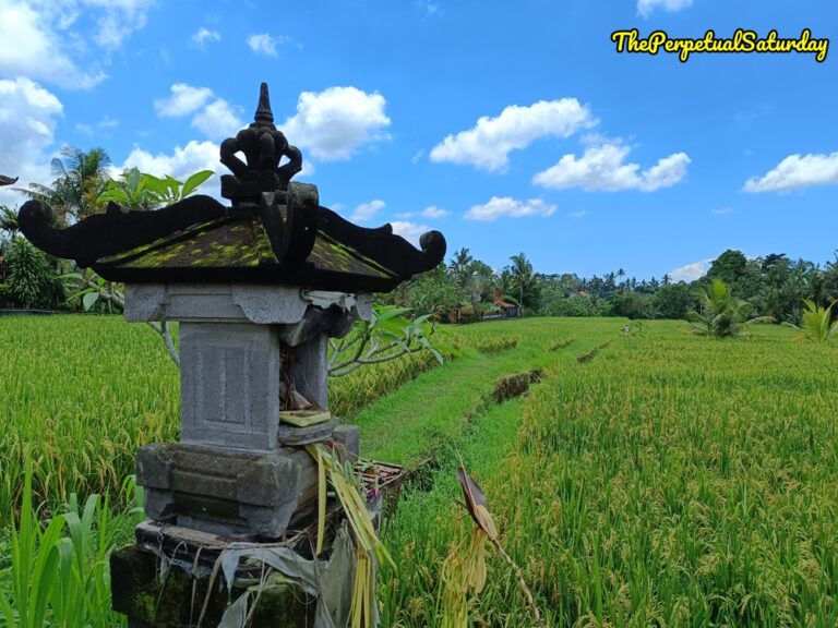 The Campuhan Ridge Walk: Complete Guide with Hiking Directions