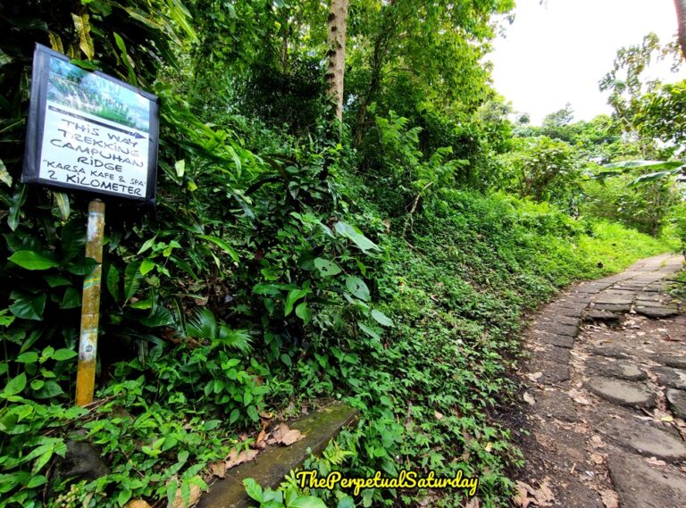 The Campuhan Ridge Walk: Complete Guide with Hiking Directions